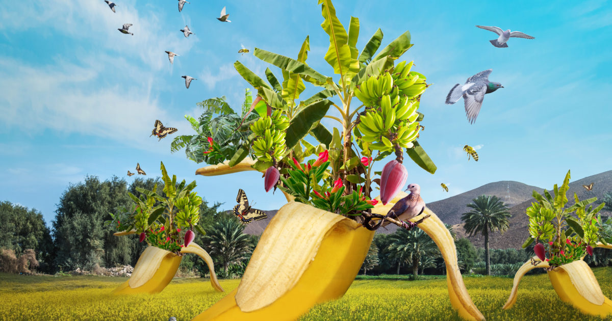 Reimagine a banana as a thriving ecosystem | NXplorers